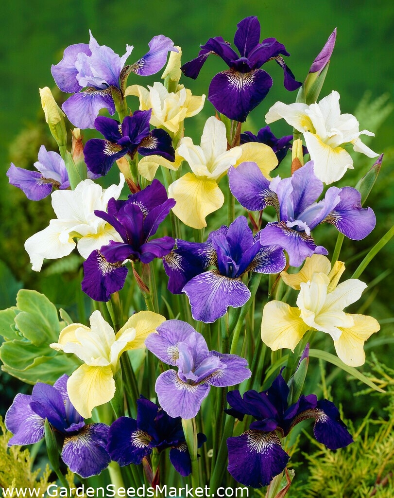 Iris sibirica Mix – Garden Seeds Market | Free shipping