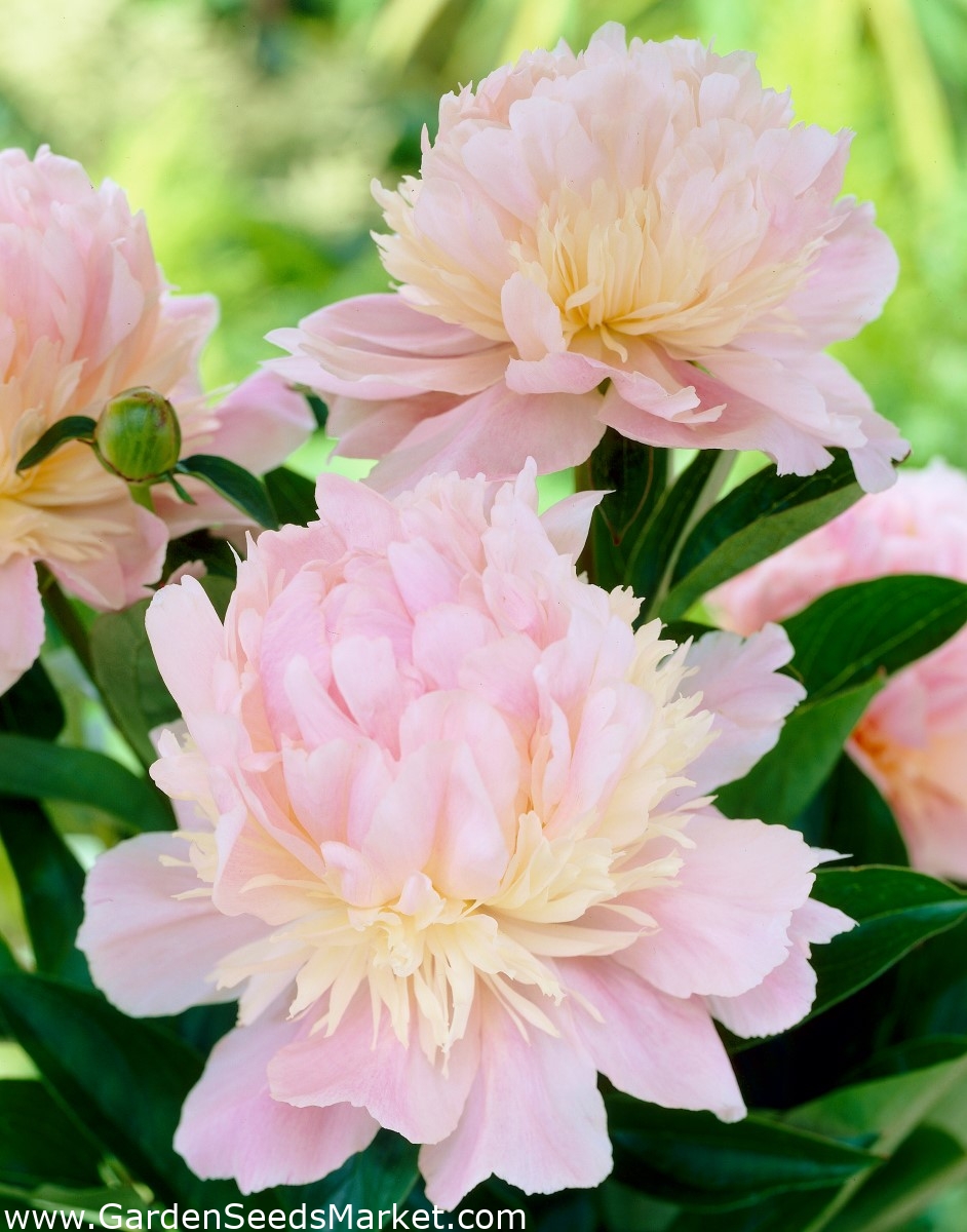 Peony, Paeonia - 'Angel Cheeks' - Seedling – Garden Seeds Market | Free ...
