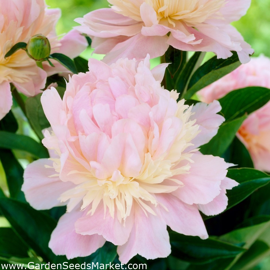 Peony, Paeonia - 'Angel Cheeks' - Seedlings - Giga Pack! - 50 pcs ...