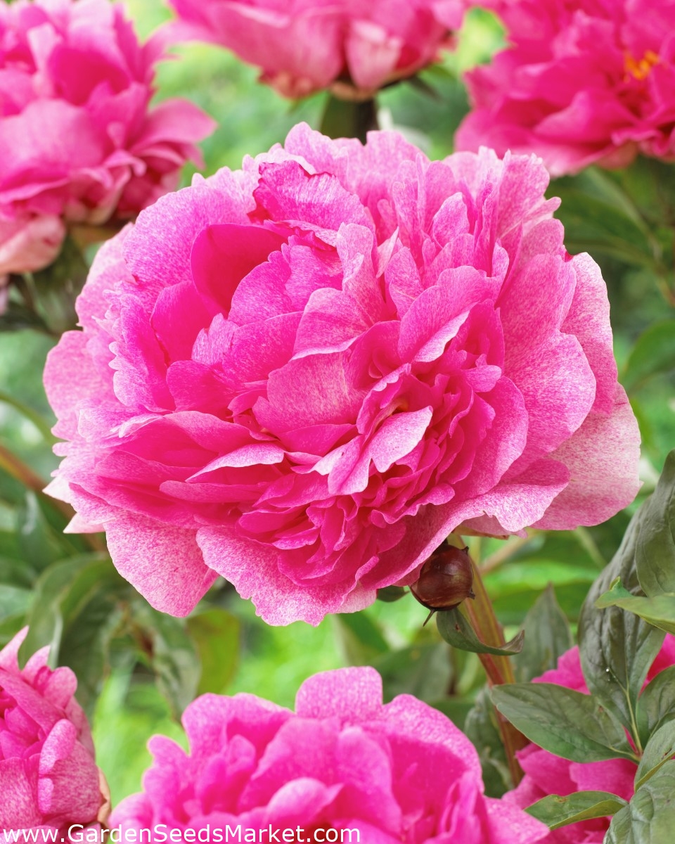 Peony, Paeonia - 'The Fawn' - Seedling – Garden Seeds Market | Free ...