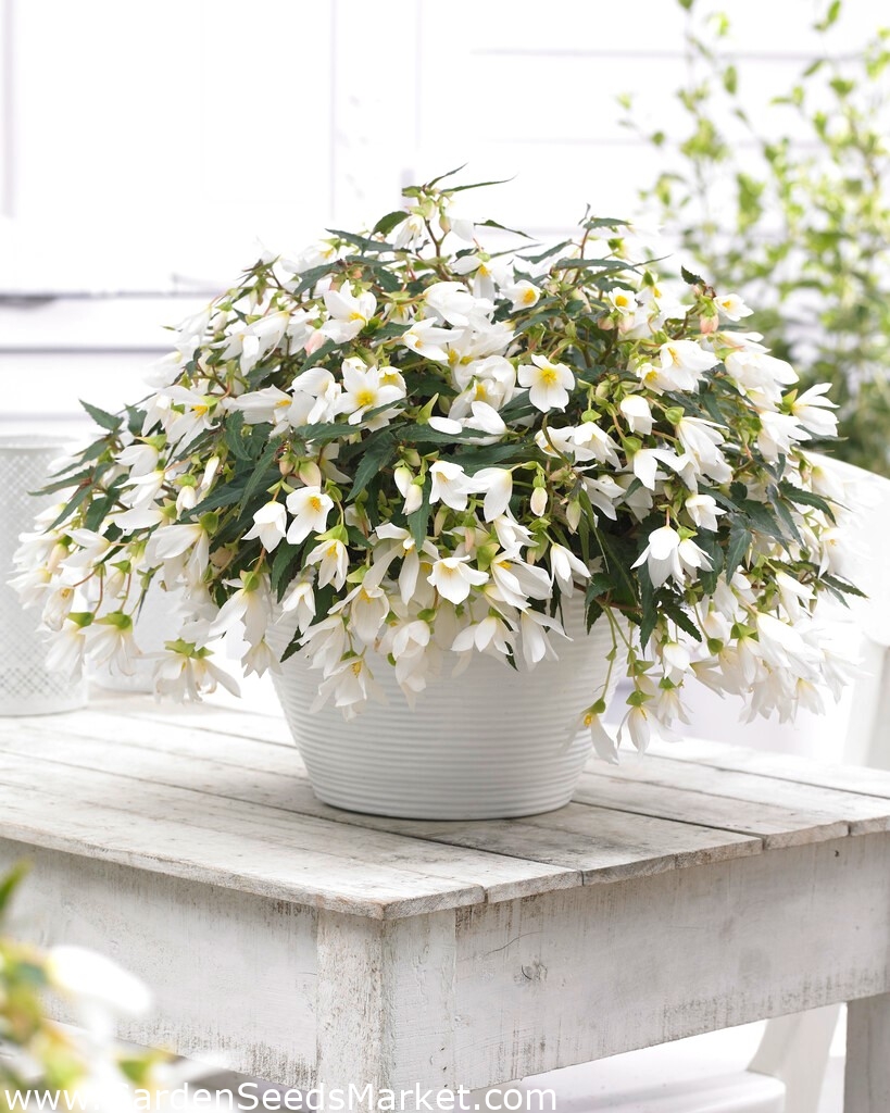 Begonia boliviensis Bertini 'Santa Barbara' - Paquete giga! - 50 ...