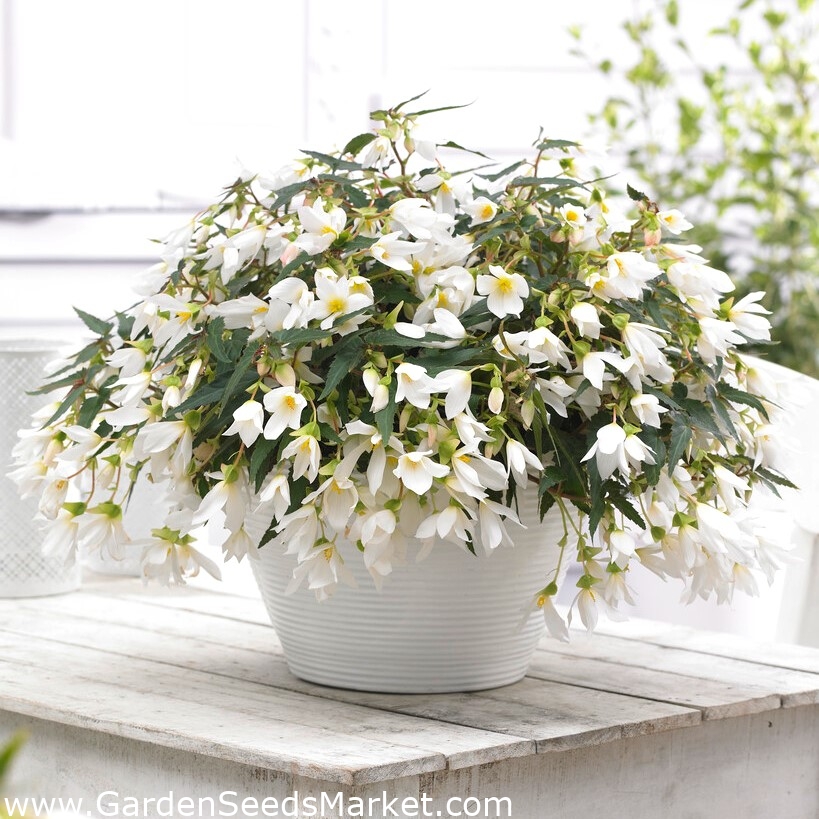 Begonia boliviensis Bertini 'Santa Barbara' - Paquete giga! - 50 ...