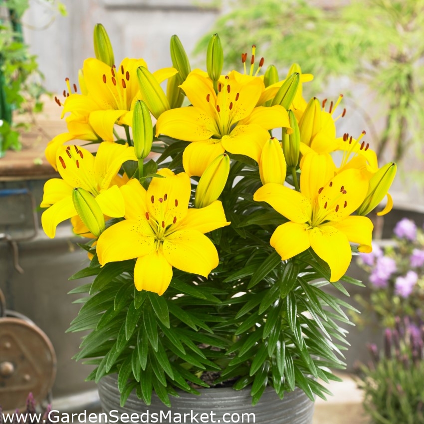 Lirio 'Ilse' - Paquete grande! - 10 unidades – Garden Seeds Market ...