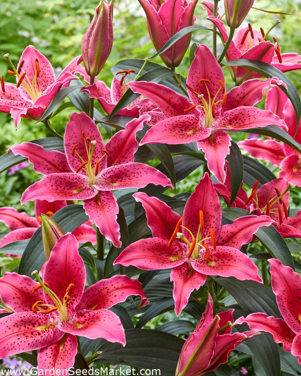 Ljiljan 'Gomera' - orijentalni, mirisni - 1 lukovica – Garden Seeds ...