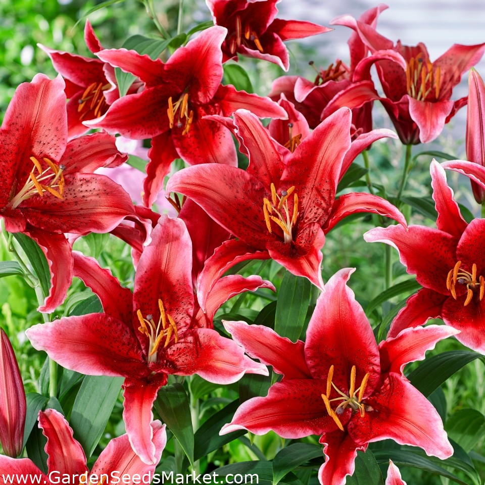 Lily 'Red Flash' - Oriental, Fragrant - Large Pack! - 10 pcs. – Garden ...