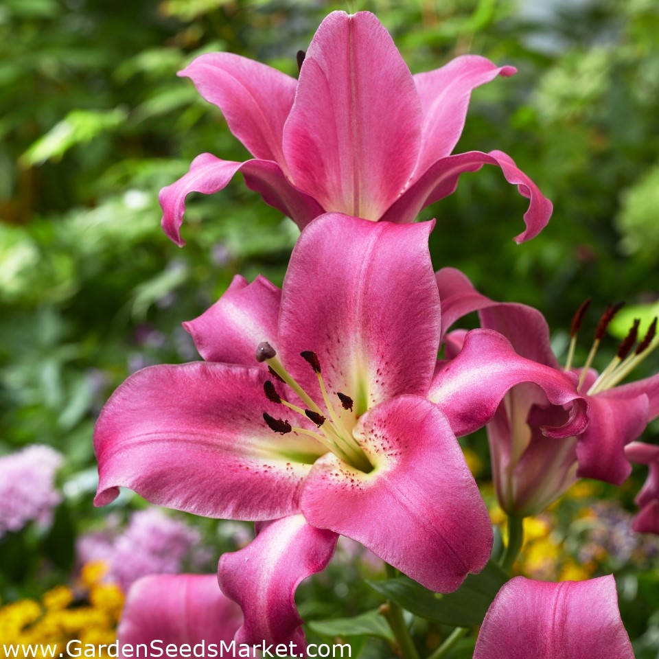 Lirio 'Purple Lady' - Paquete giga! - 50 unidades – Garden Seeds Market ...