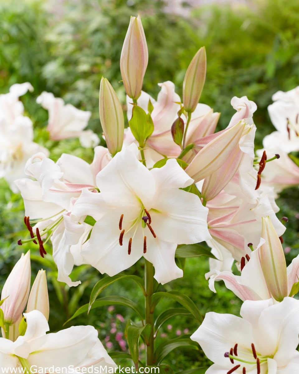 Lilija 'Villa Blanca' - mega paket - 50 čebulic – Garden Seeds Market ...