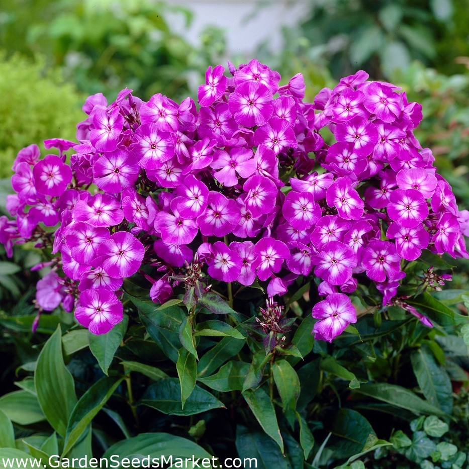 Phlox - 'Uspech' - Paquete giga! - 50 unidades – Garden Seeds Market ...