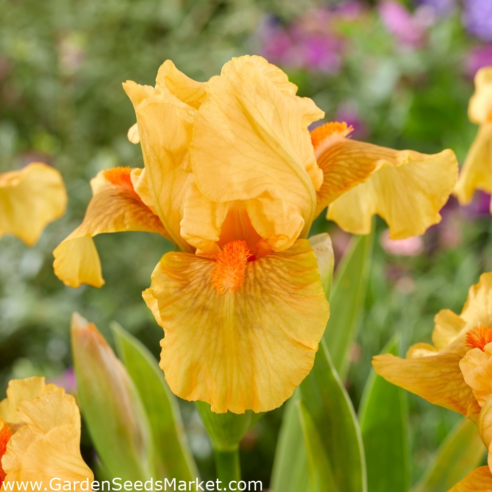 Iris 'All Right' - Paquete giga! - 50 unidades – Garden Seeds Market ...