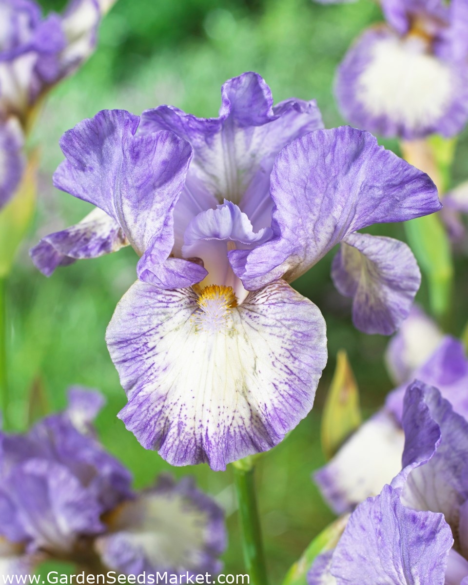 Iris 'Frothingslosh' - Paquete giga! - 50 unidades – Garden Seeds ...