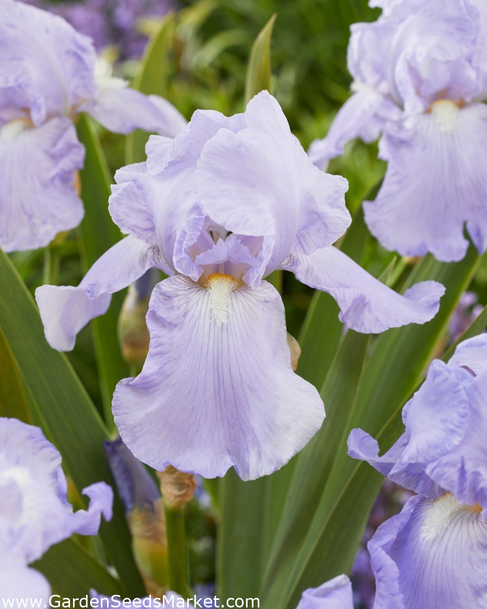 Giaggiolo, Iris germanica „Blue Sapphire” – Garden Seeds Market ...