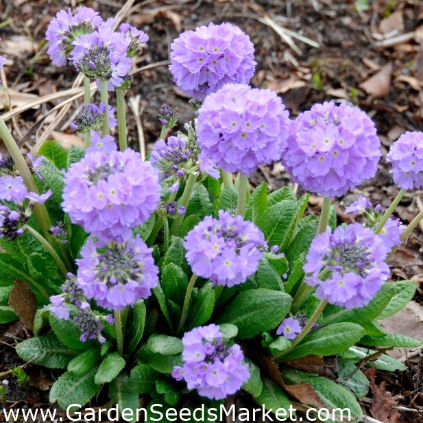 Primula denticulata, Prímula - azul - plántulas - Paquete grande! - 10 ...