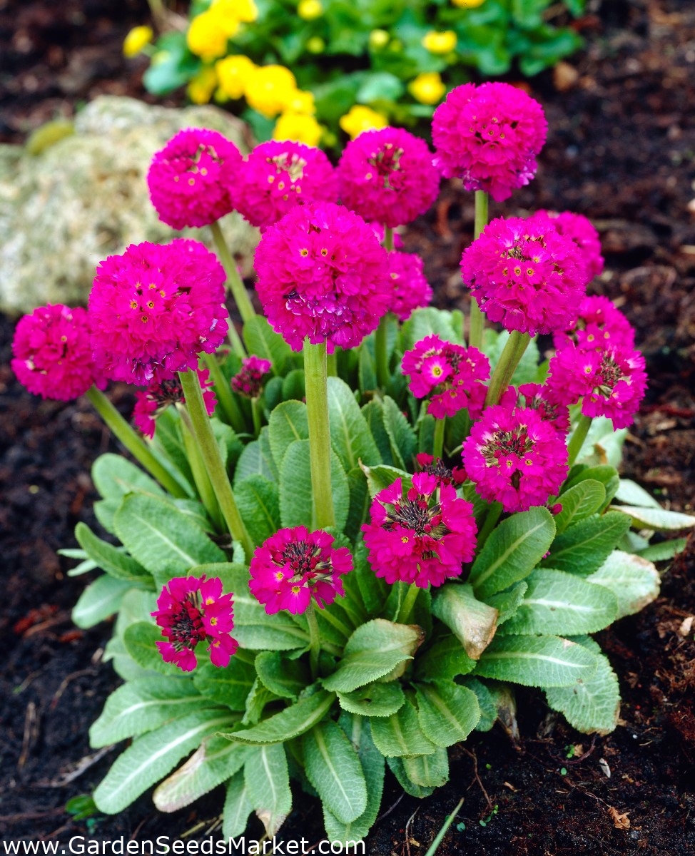 Primula denticulata, Prímula - Rosa - plántulas - Paquete grande! - 10 ...