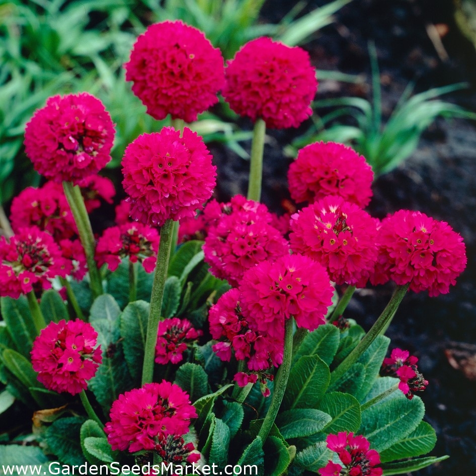 Primula denticulata, Drumstick Primula - Red - Seedling – Garden Seeds ...