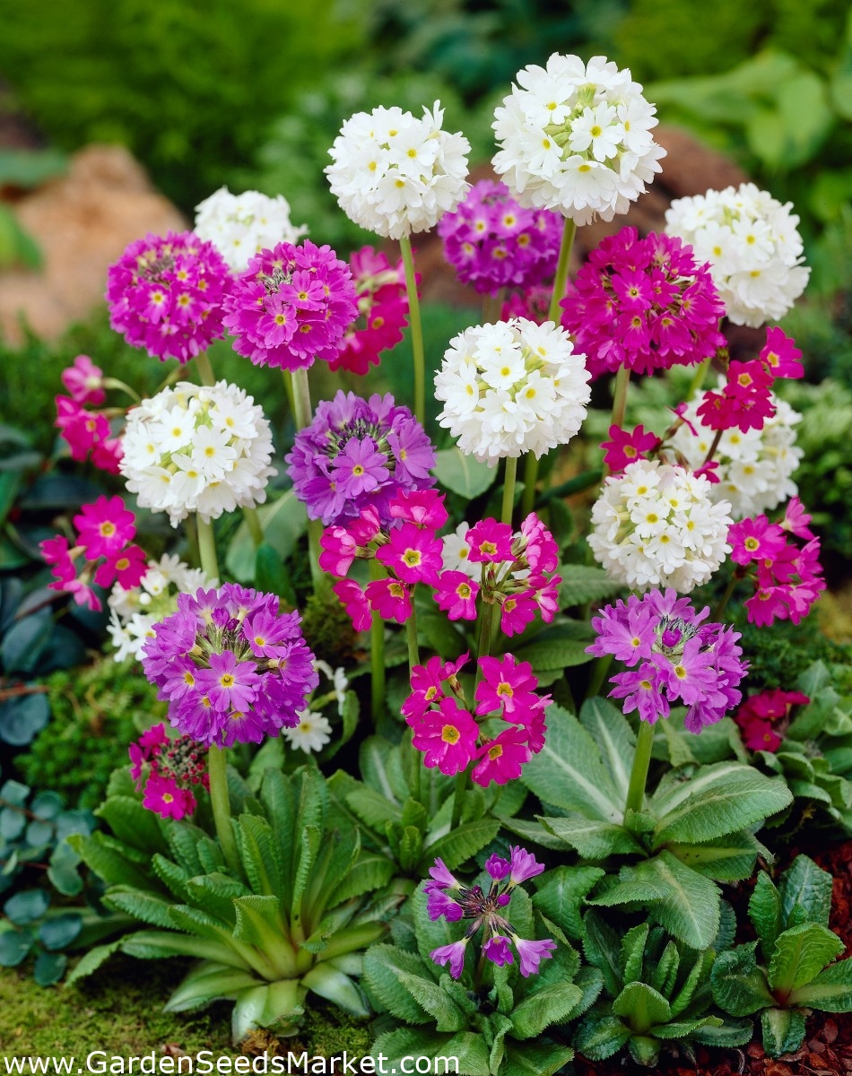 Primula denticulata, Drumstick Primula - Mix - Seedling – Garden Seeds ...