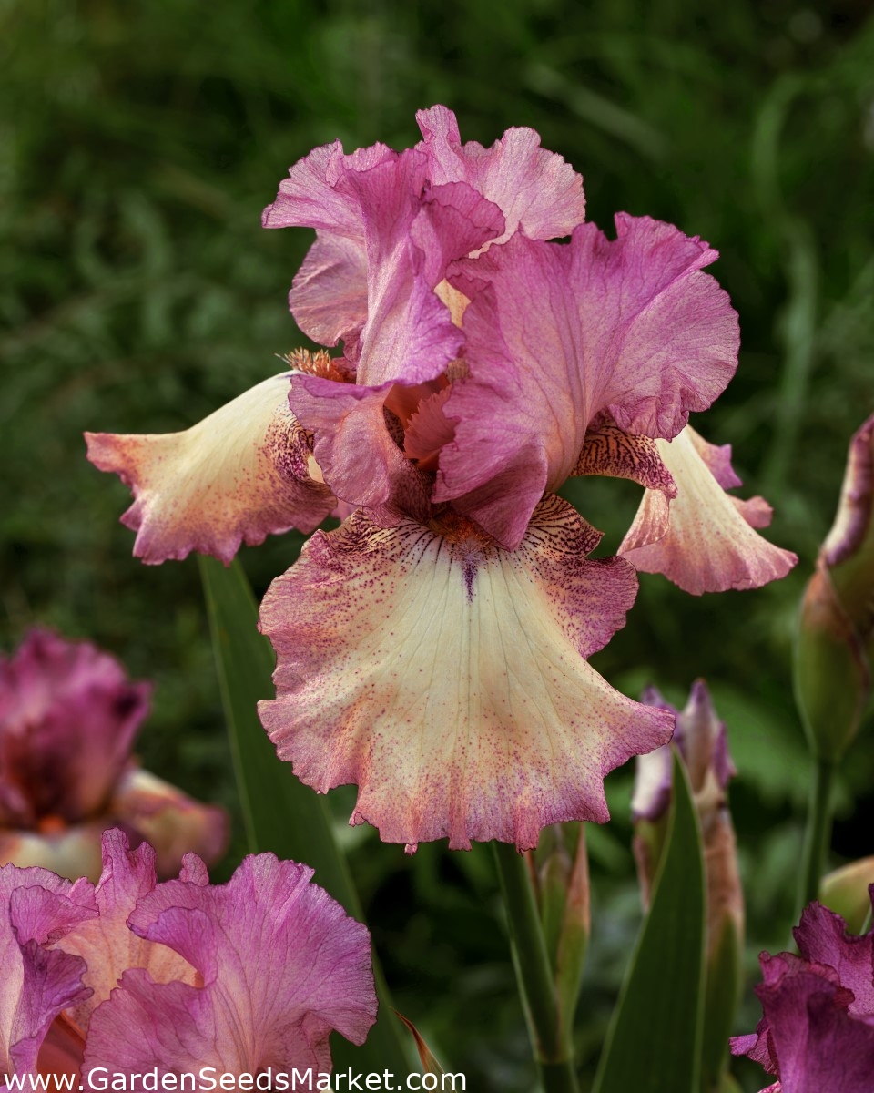 Iris 'Returning Rose' – Garden Seeds Market | Free shipping