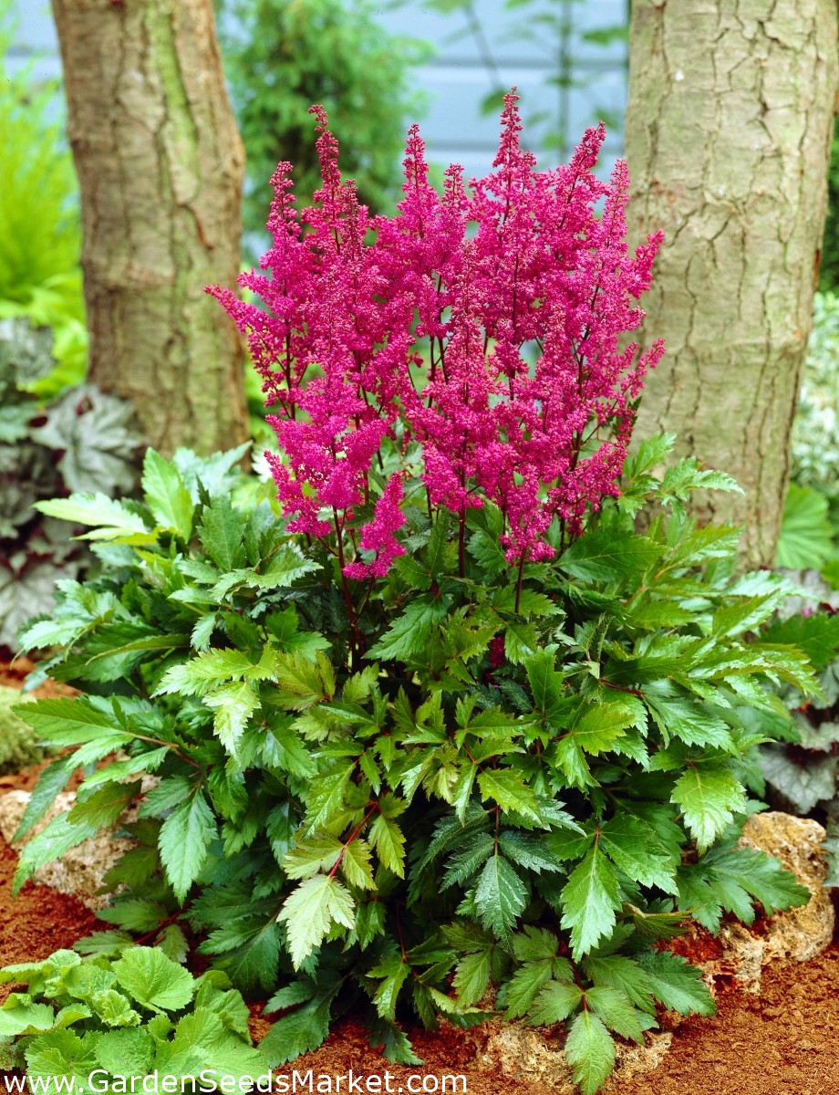 Astilbe 'Elisabeth van Veen' - morado-rosa - Paquete grande! - 10 ...
