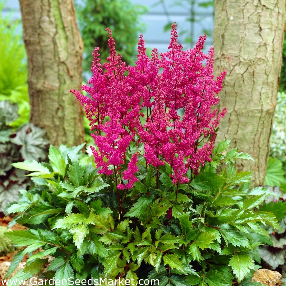 Astilbe Elisabeth van Veen Purple Pink Garden Seeds Market Free shipping