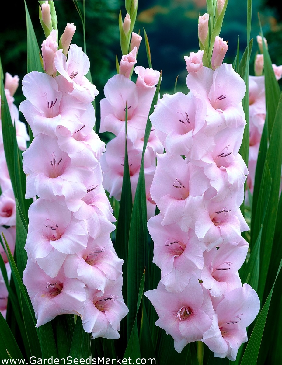 Glaïeul «Orleans» - Grand paquet - 50 unités – Garden Seeds Market ...