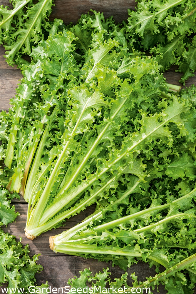 Endive 'Romanesca Da Taglio' - Cichorium endyvia Romanesca Da Taglio ...