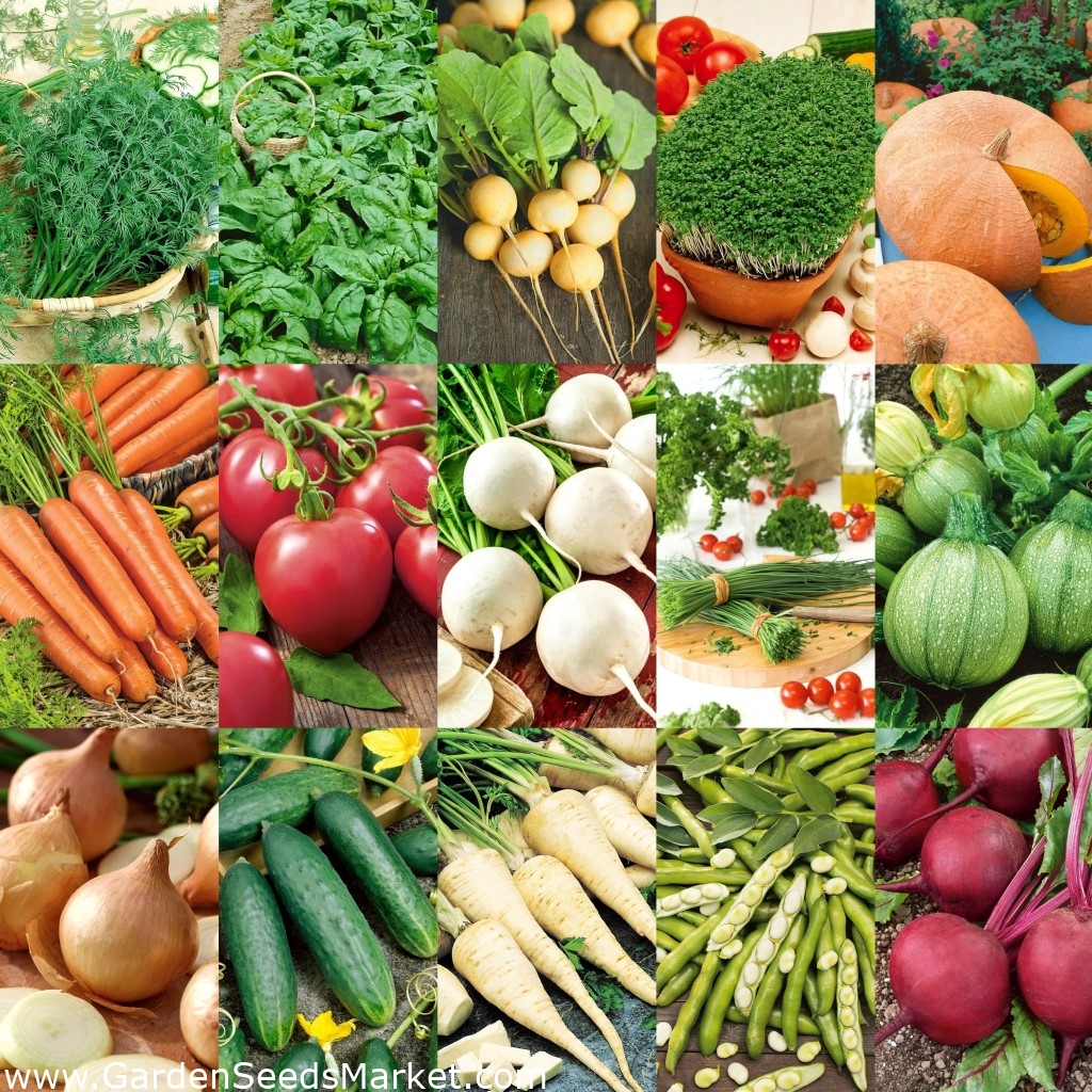 ABC du jardinier : Potager de base - ensemble de 15 sachets de graines ...