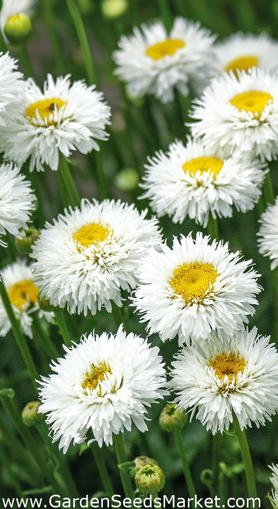 Crazy Daisy, Snowdrift seeds - Chrysanthemum maximum fl.pl - 160 seeds ...