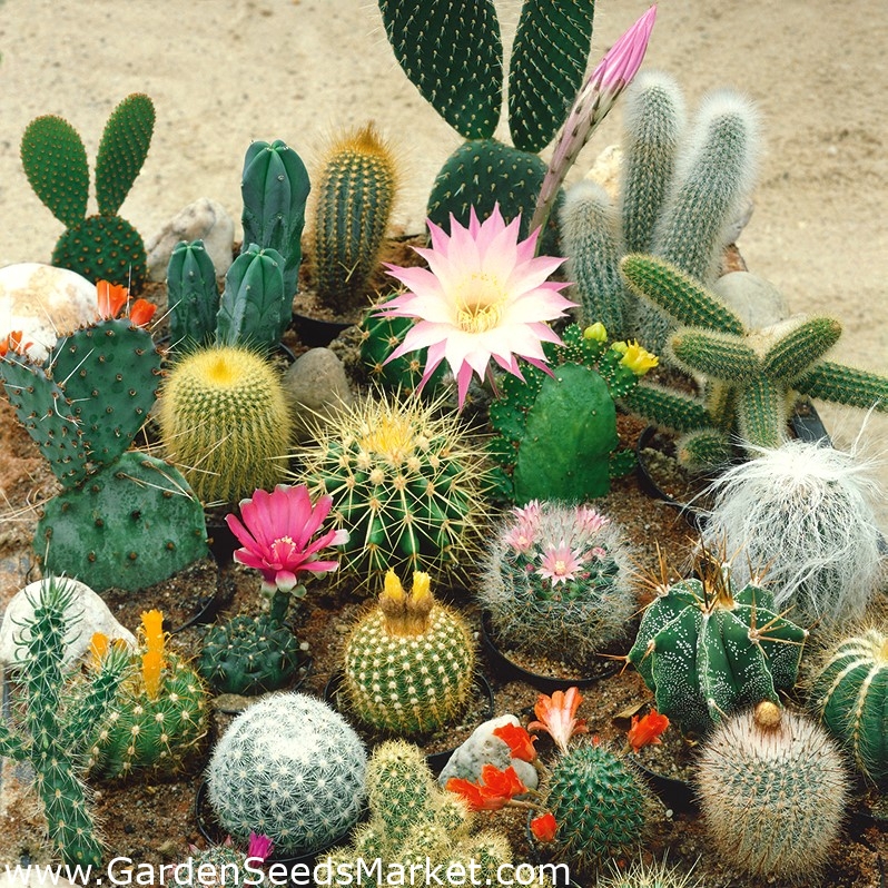Cactus mix seeds - 100 seeds – Garden Seeds Market | Free shipping