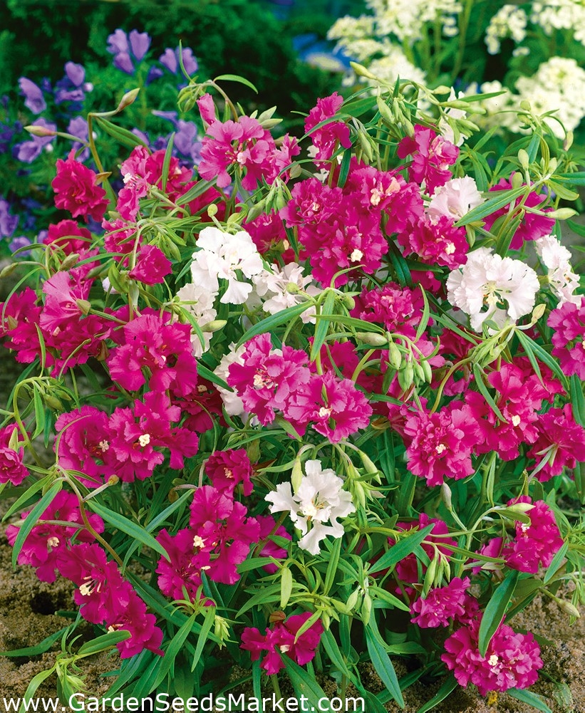 Farewell to spring - variety mix - 4000 seeds – Garden Seeds Market ...