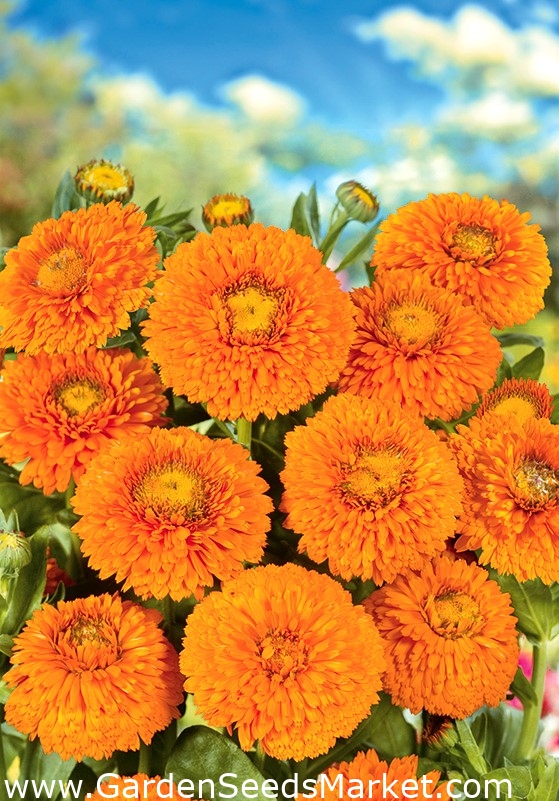 Pot marigold "Geisha Girl" - 108 seeds – Garden Seeds Market | Free ...
