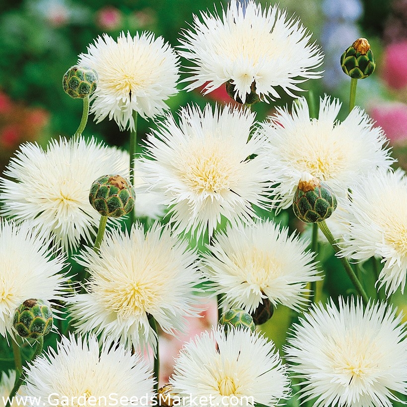 Sweet Sultan - The Bride - Centaurea imperialis - Pure White, Stunning ...