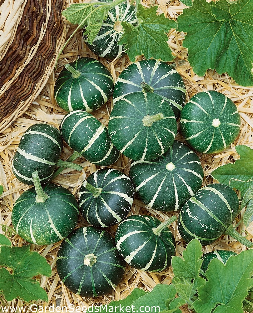 Ornamental Squash 'Flat Striped' - seeds (Cucurbita pepo) – Garden ...