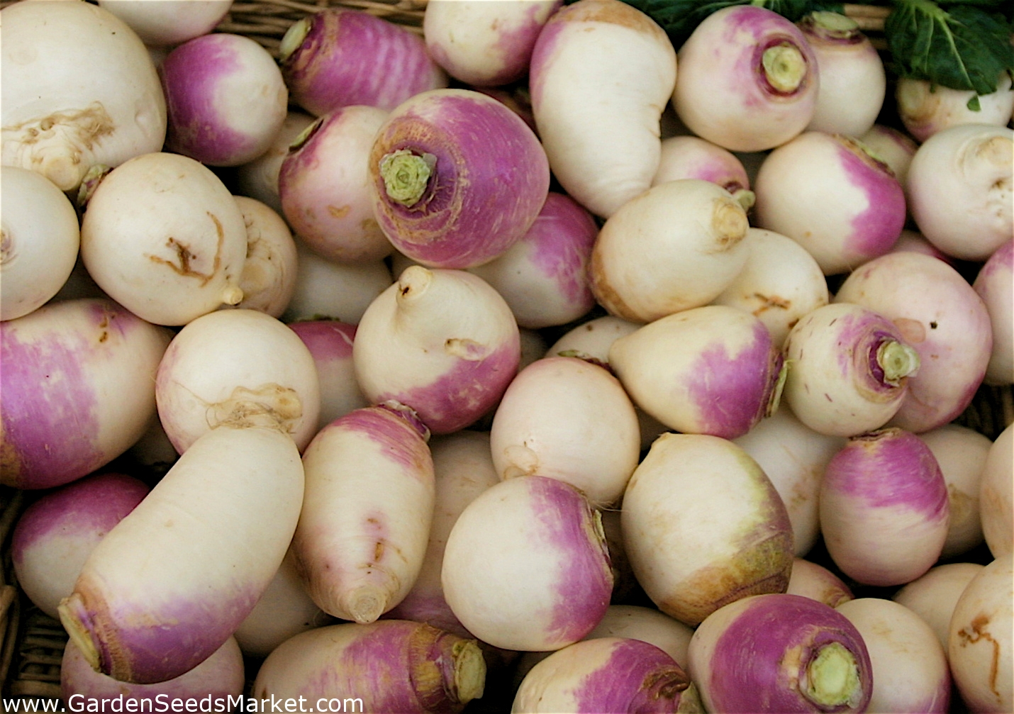 Nabo forrageiro 'Marco' - 100 g de sementes (Brassica rapa subsp. rapa ...