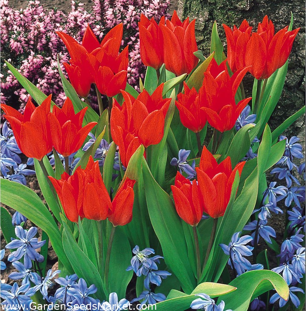 Tulipa Tubergen's Variety - Tulip Tubergen's Variety - 5 bulbs – Garden ...