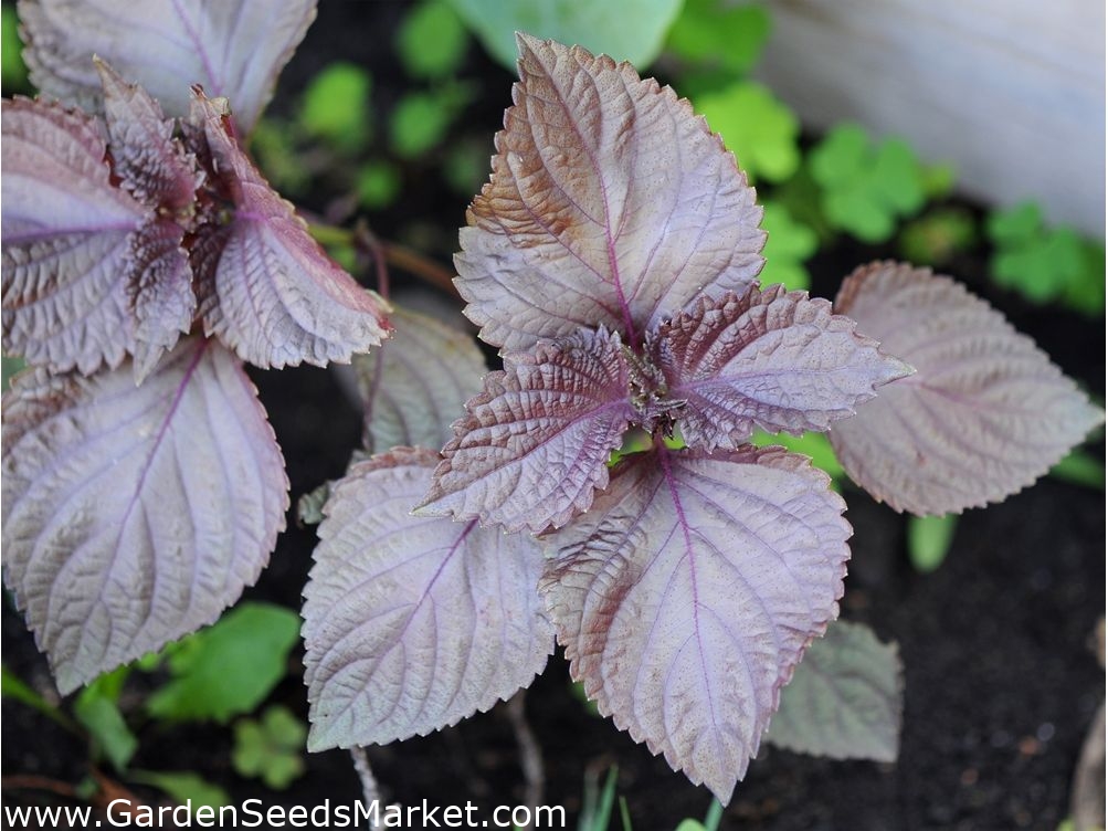 Purple Shiso seeds - Perilla nankinensis - 500 zaden - Perilla ...