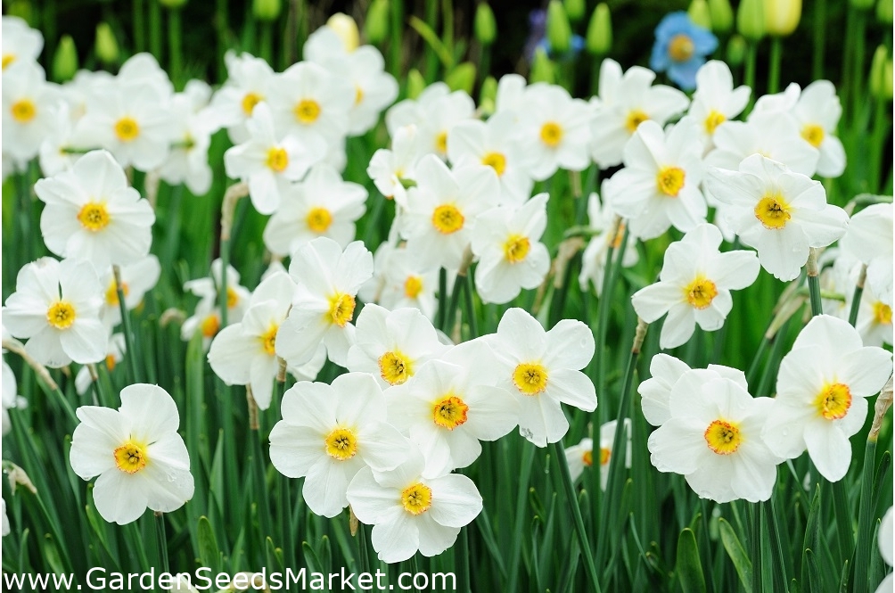 Narcissus Recurvus - Daffodil Recurvus - 5 bebawang – Garden Seeds ...