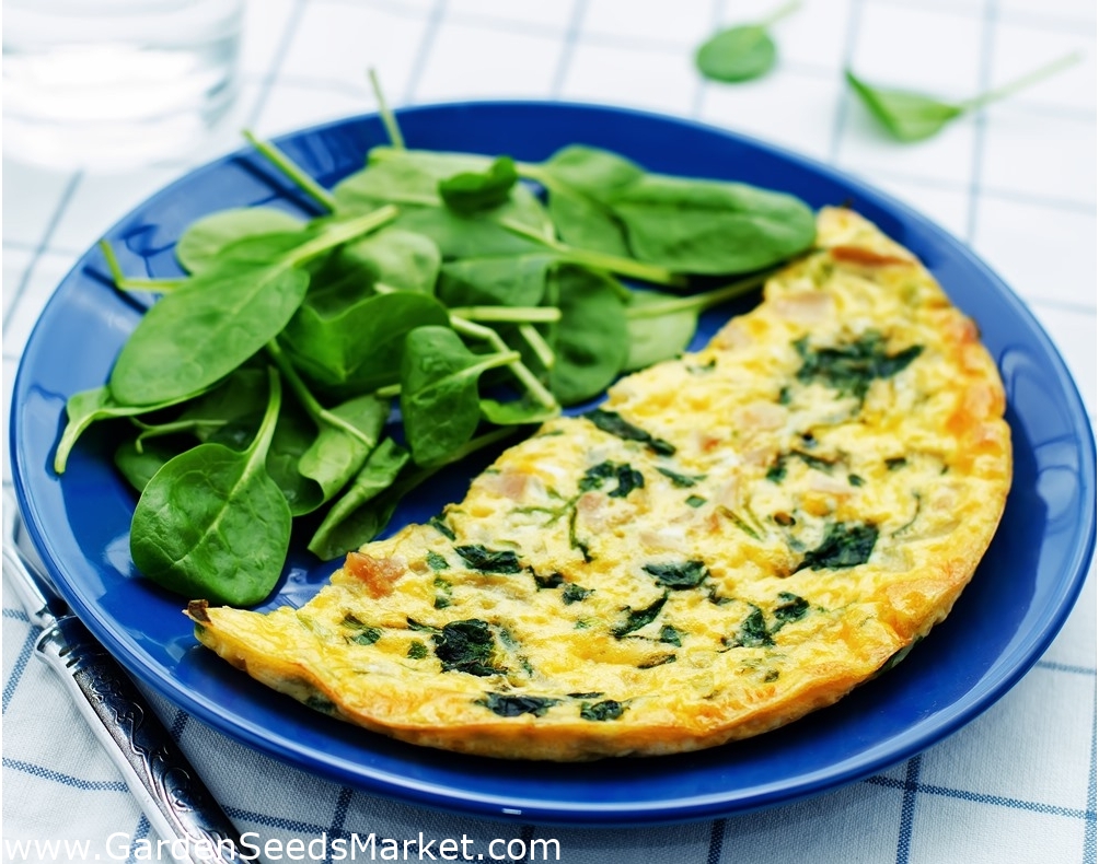 Spinach - Matador - High-Yield Spinach, Perfect for Freezing - Fresh ...