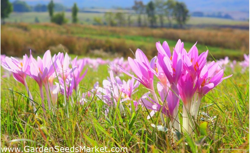 Colchicum The Giant - Autumn Meadow Saffron The Giant – Garden Seeds ...