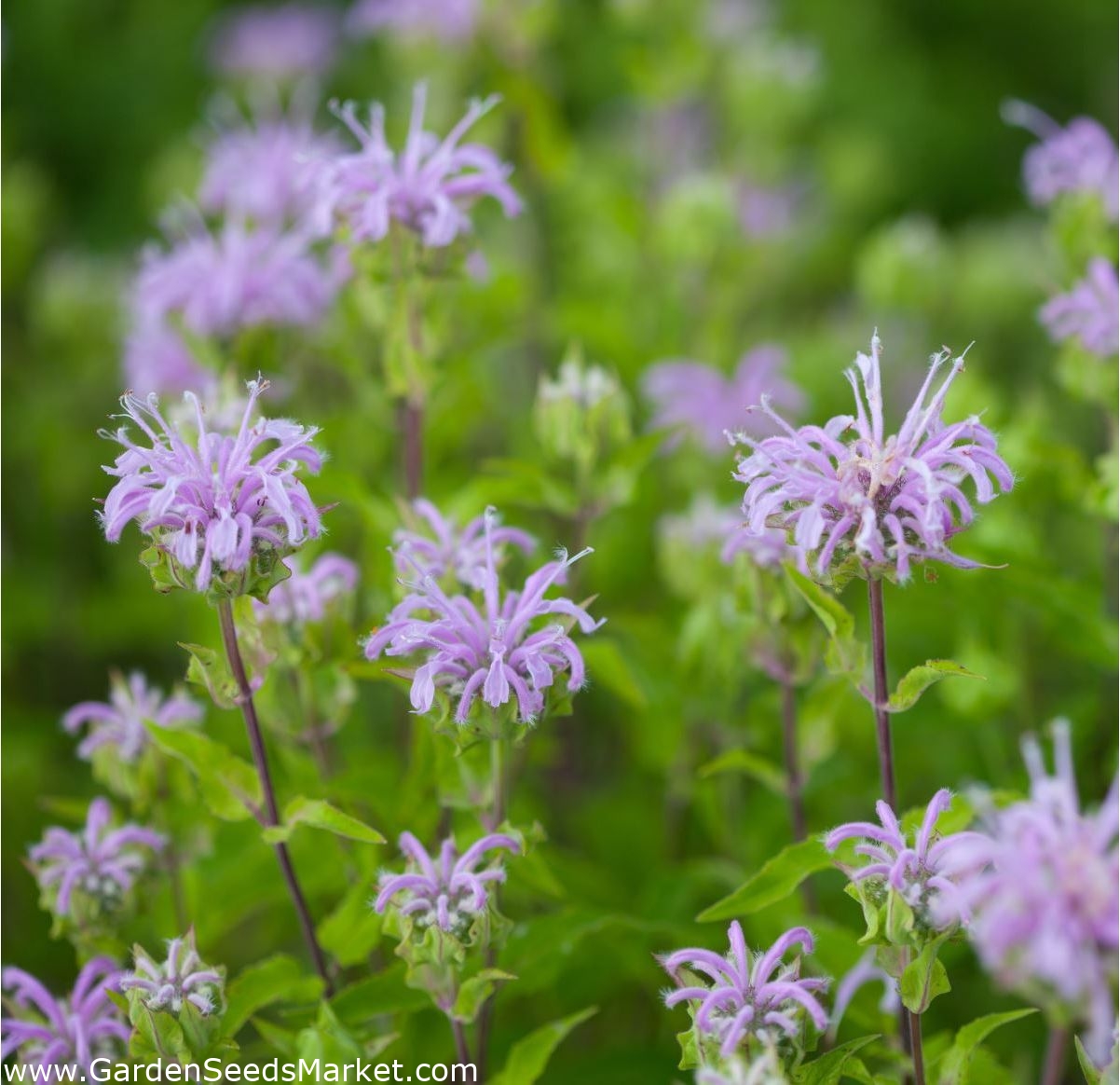 Crimson beebalm - sordi segu; Scarlet beebalm, Scarlet monarda, Oswego ...