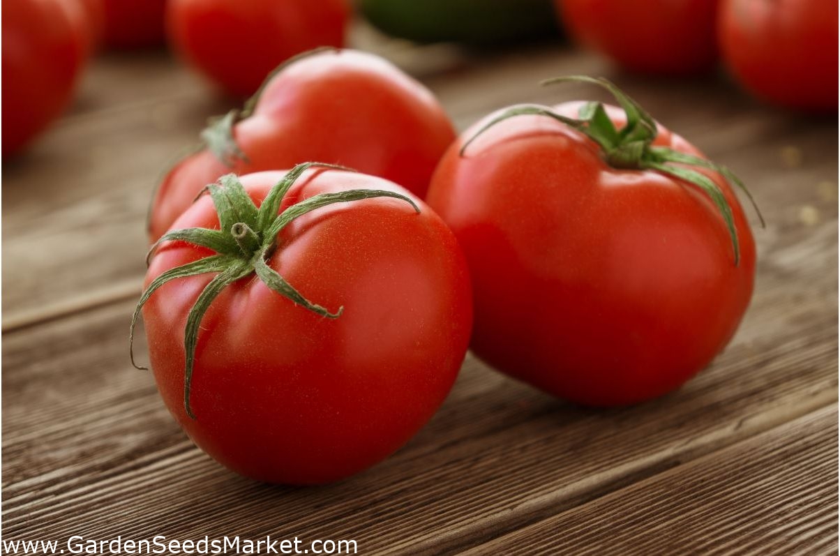 Tomate - Adam F1 - 64 graines - Lycopersicon esculentum Mill – Garden ...