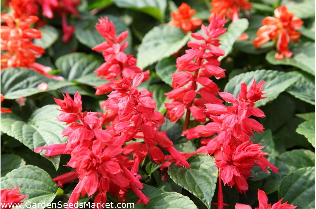 Sauge rouge - rouge - 140 graines - Salvia splendens – Garden Seeds ...