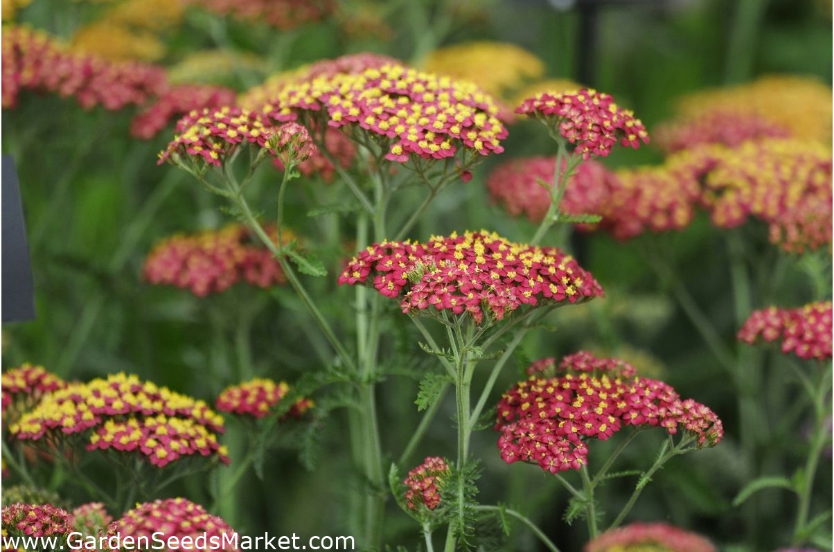 Achillée millefeuille - Paprika - Rouge - Achillea millefolium – Garden ...
