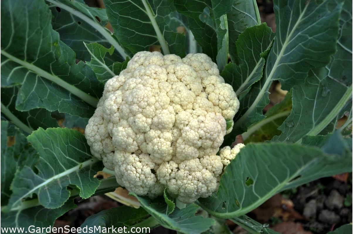 White cauliflower 'Herbstriesen 2' – Garden Seeds Market | Free shipping