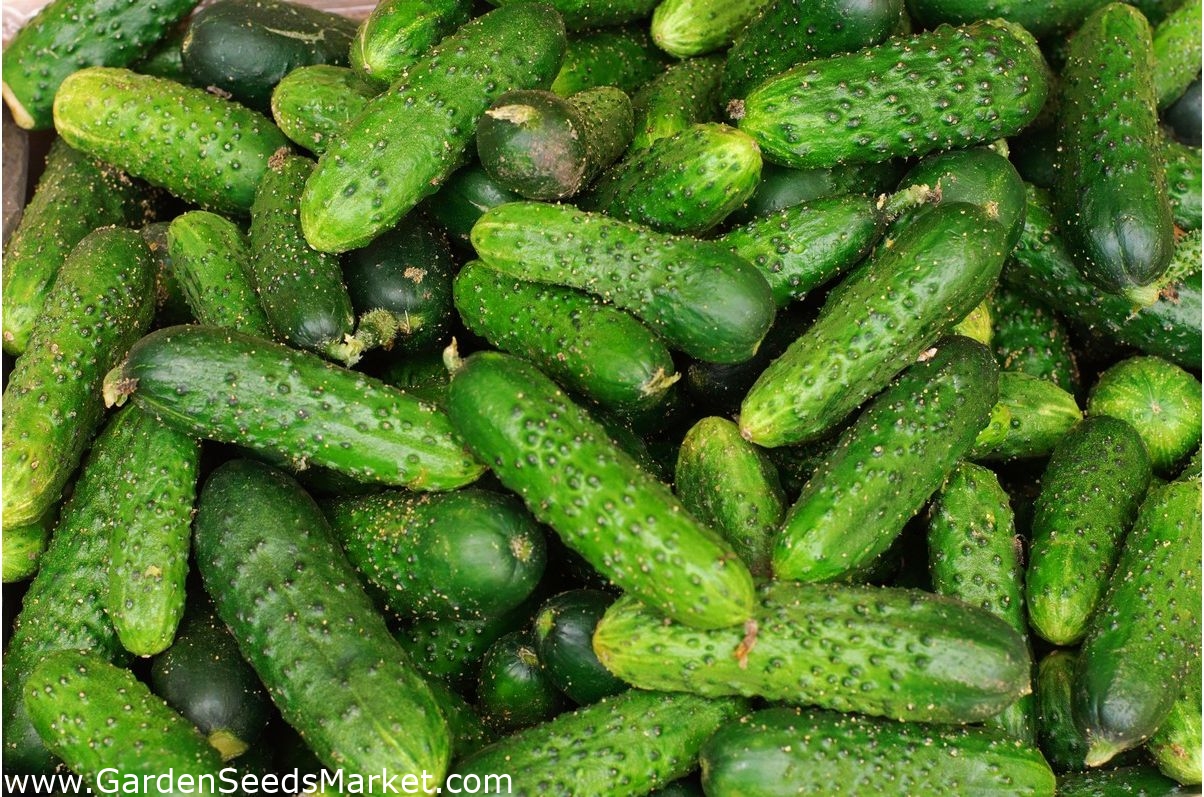 Agurk Kajtek - Cucumis sativus - Kajtek - frø – Garden Seeds Market ...