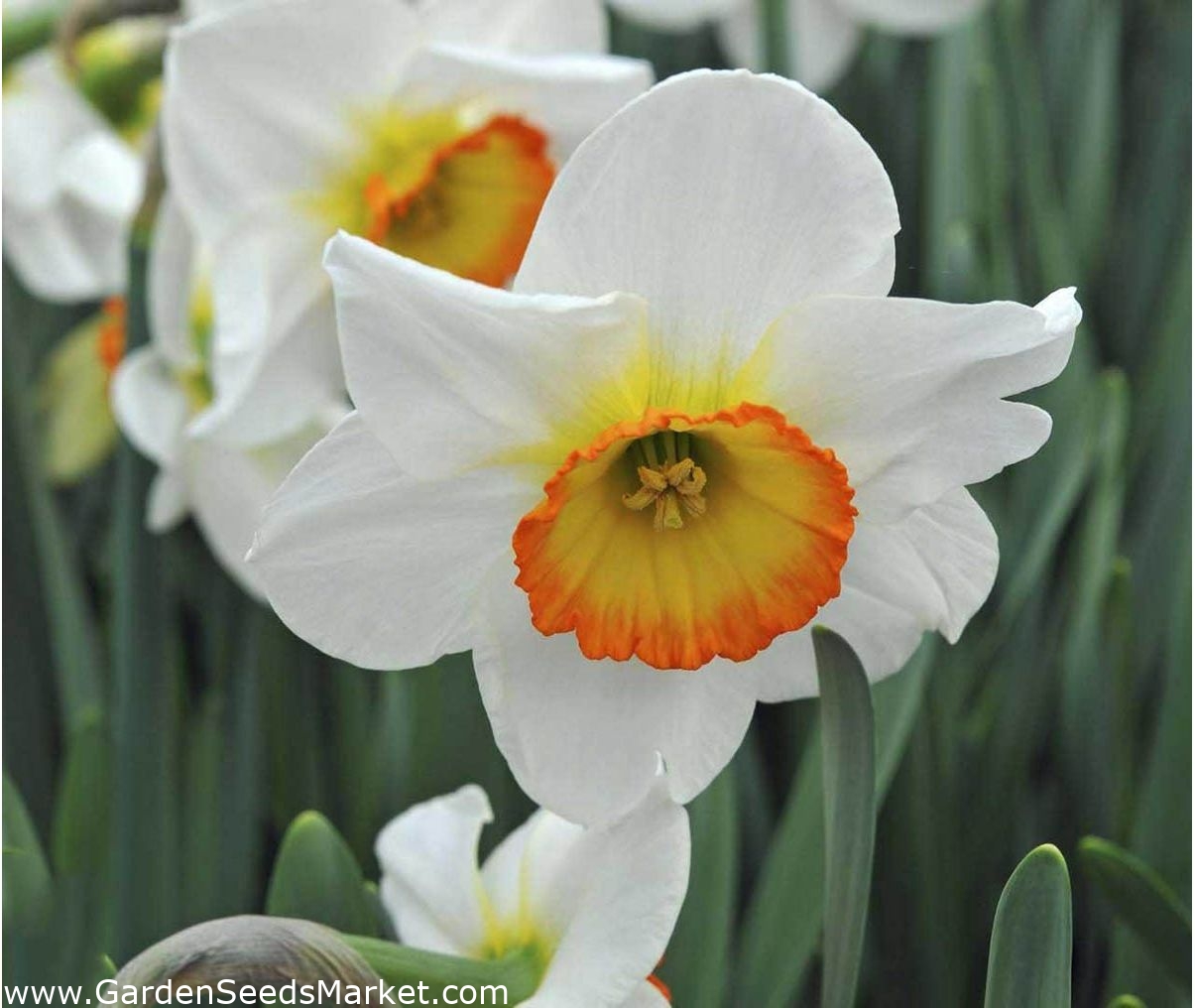 Rekam Bunga Narcissus - Rekam Bunga Daffodil - 5 lampu – Garden Seeds ...