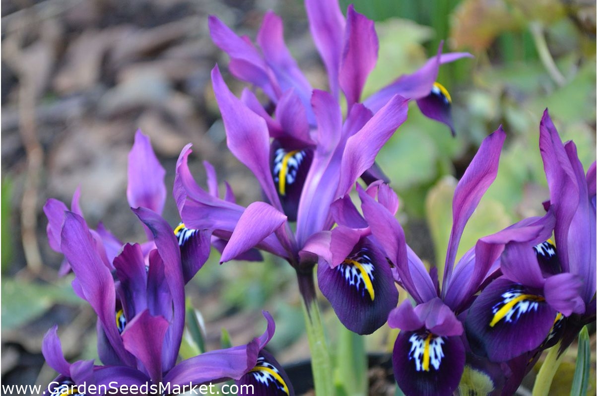 Iris botanická George - Iris botanická George - 10 květinové cibule ...