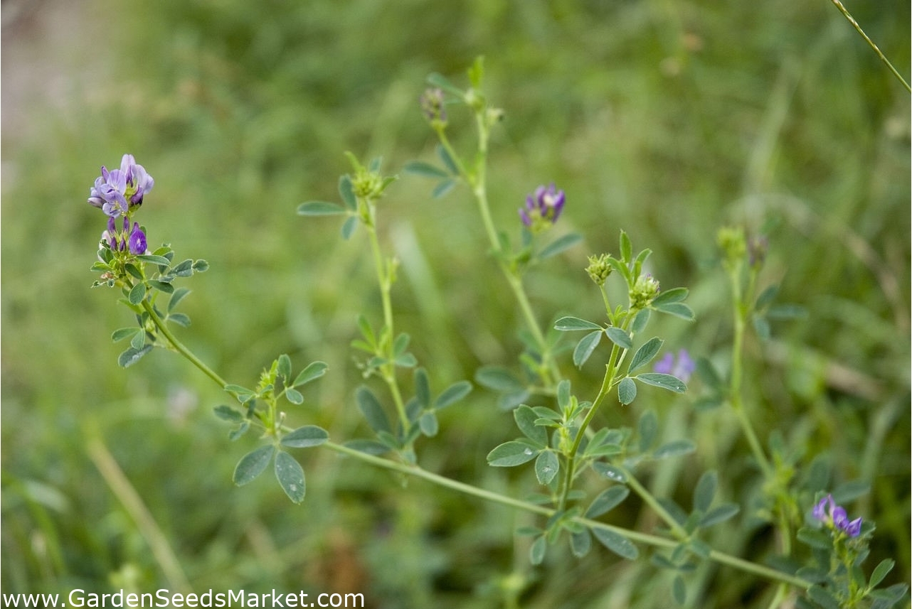 Liucerna 'Beda' - 1 kg - – Garden Seeds Market | Nemokamas pristatymas