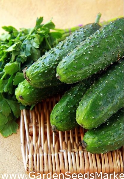 Cucumber Polan F1 seeds - Cucumis sativus (coated seeds) - 50 seeds ...