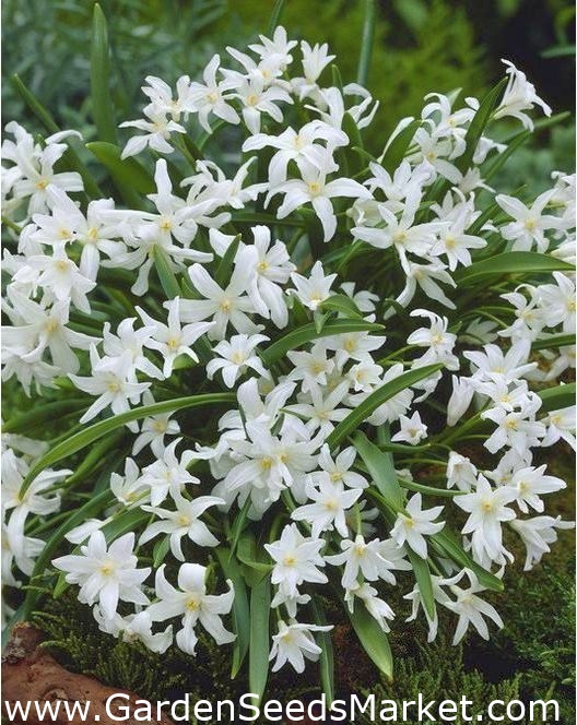 Chionodoxa luciliae - Alba - pacote de 10 peças – Garden Seeds Market ...