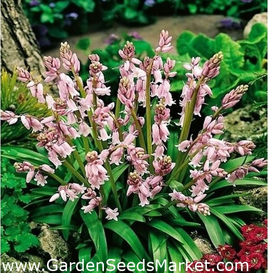 Scilla, Squill Pink - 10 bulbs – Garden Seeds Market | Free shipping