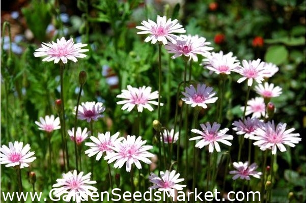 Pink Hawk's Beard mixed seeds - Crepis rubra - 425 seeds – Garden Seeds ...